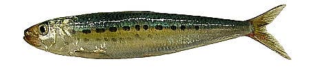 Pacific Sardines and Herring: The Lives of Food Fish in the Wild ...