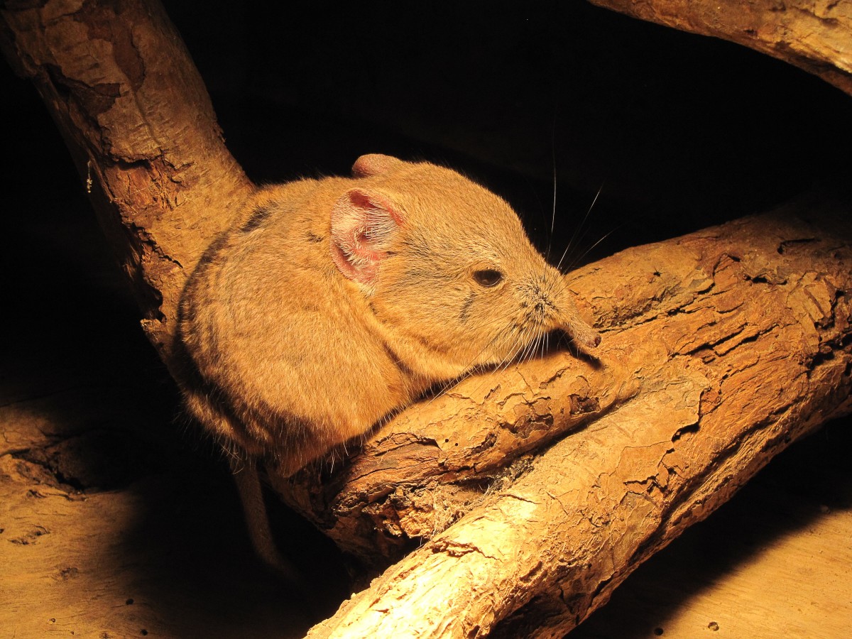 Elephant Shrews, or Sengis: Curious Mammals With Long Noses - Owlcation
