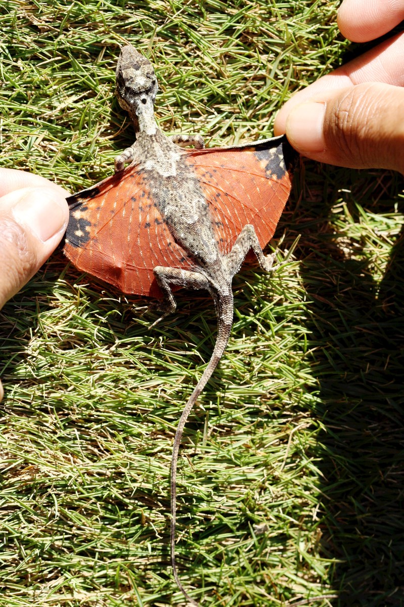 Draco Lizards and Flying Dragons: Reptiles That Glide - Owlcation