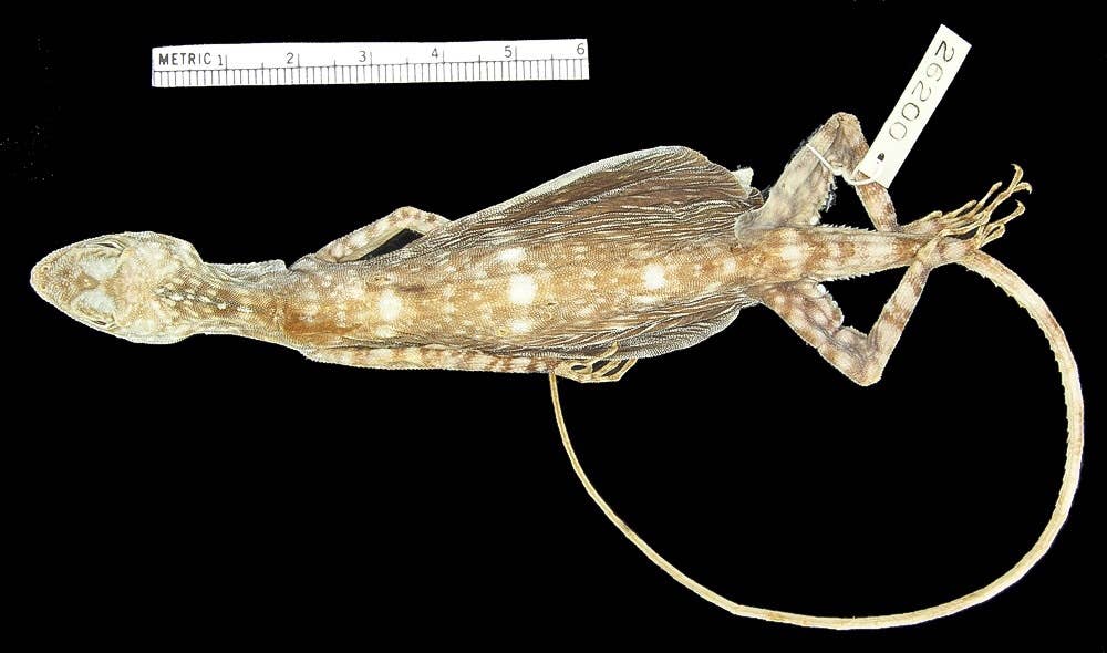 Draco Lizards and Flying Dragons: Reptiles That Glide - Owlcation