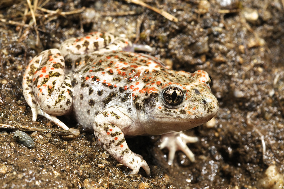 Darwin's Frog and Midwife Toad Facts, Lives, and Reproduction - Owlcation