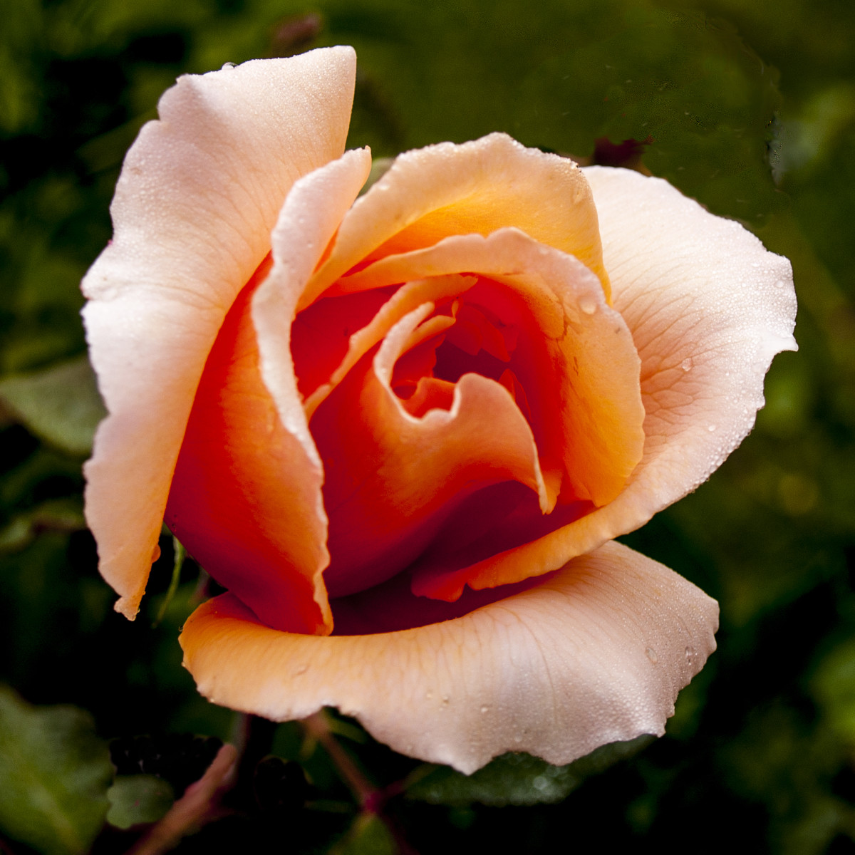 How to Say "I Love You" in 165+ Languages - Owlcation