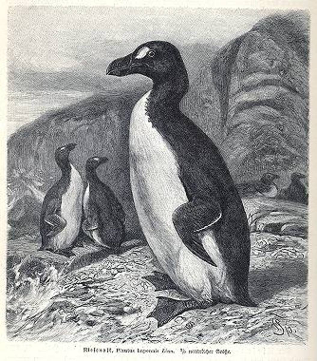 15 Extinct Bird Species and Possible Reasons for Their Extinction ...