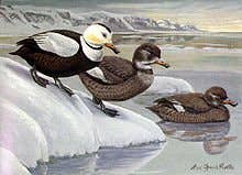 15 Extinct Bird Species and Possible Reasons for Their Extinction ...