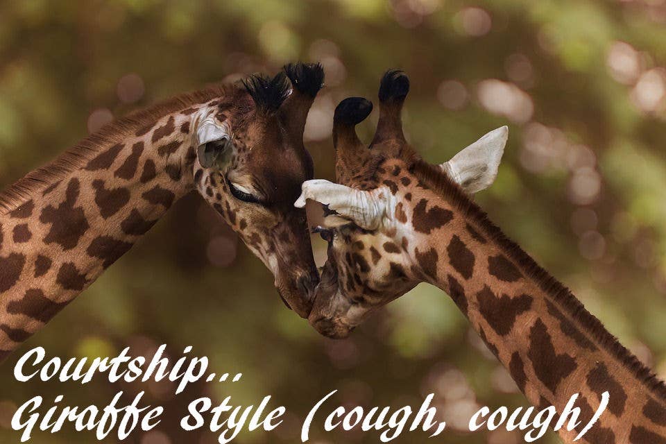 12 Sounds Giraffes Make - Owlcation