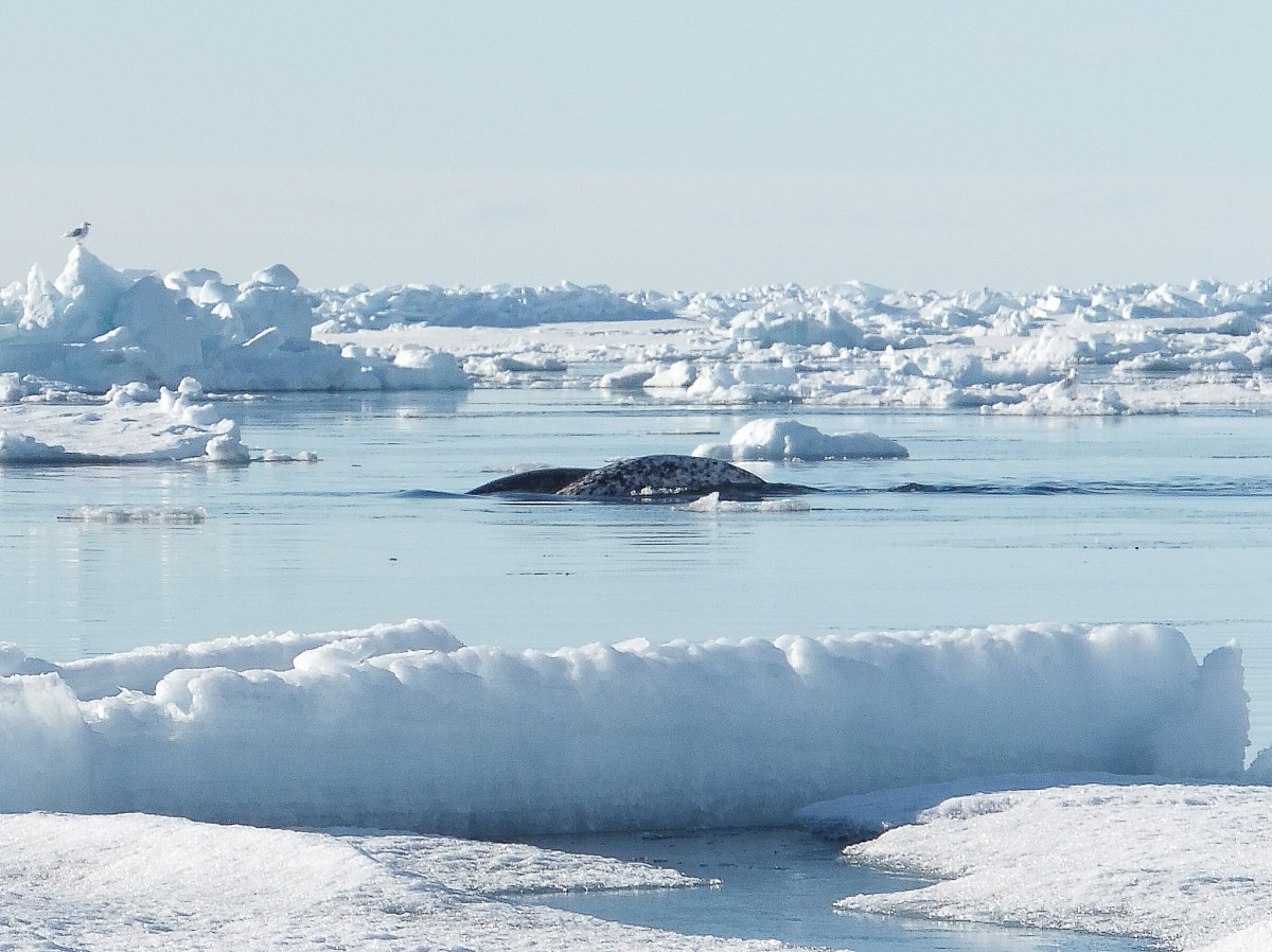 Narwhal Facts: The Fascinating Unicorn Whale of the Arctic - Owlcation