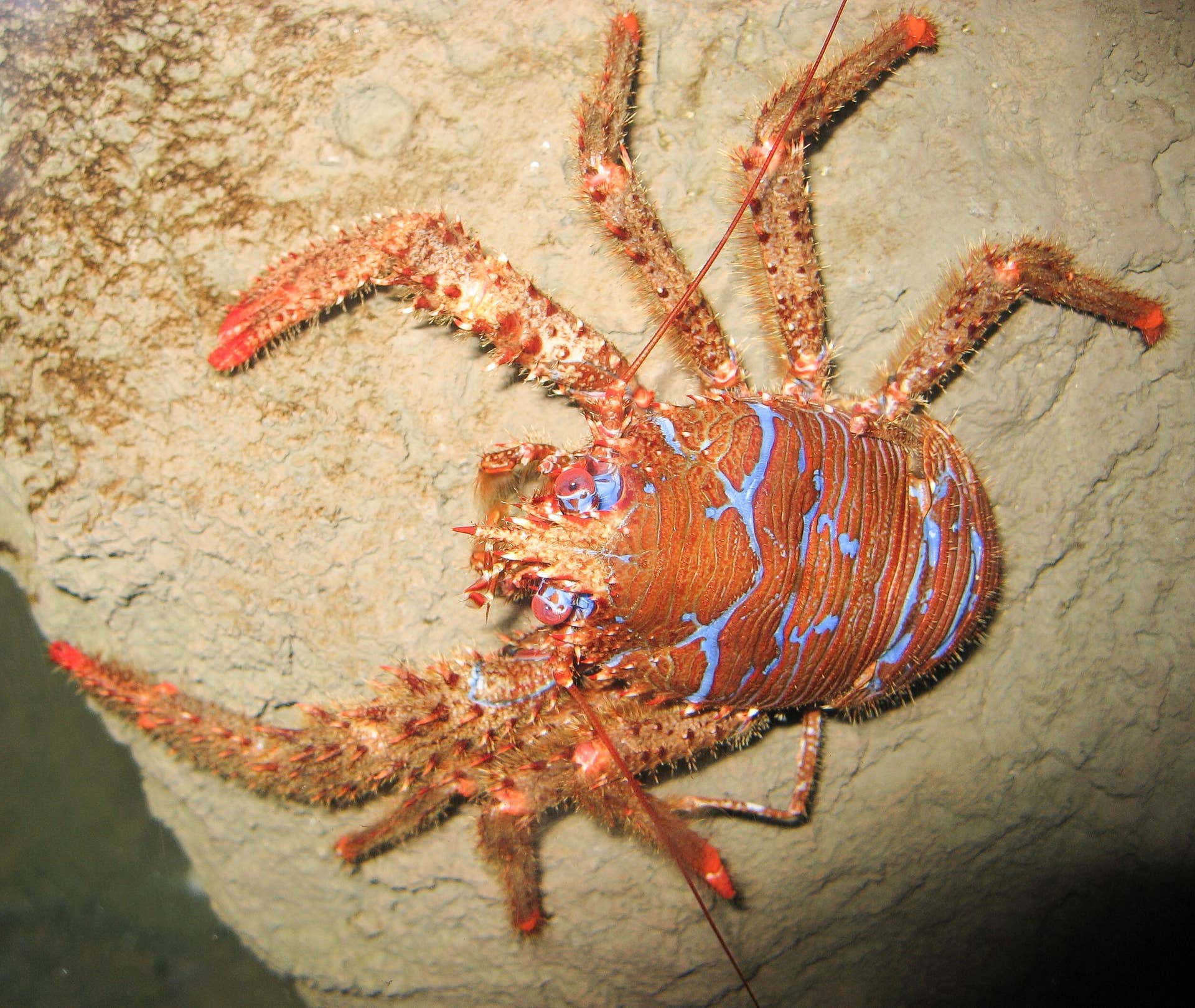 Facts About Yeti Crabs, Hydrothermal Vents, and Cold Seeps - Owlcation