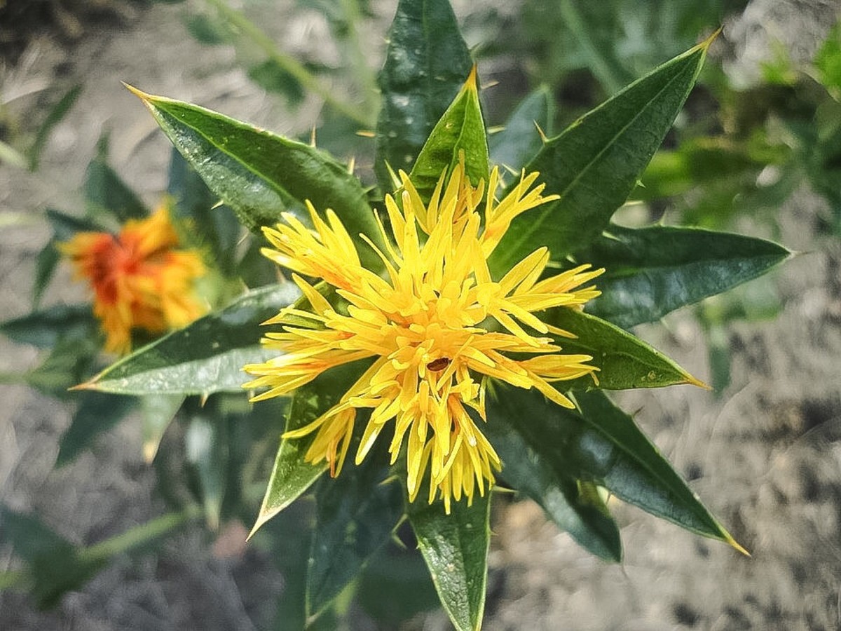 Safflower Plant Facts and Uses: Vegetable Oil, Dye, and Insulin - Owlcation