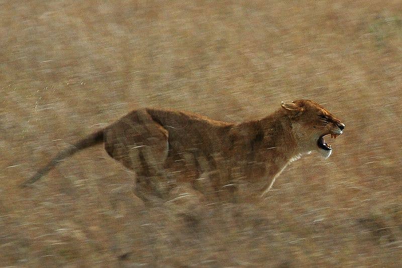 How Do Lions Hunt and Kill Their Prey? - Owlcation