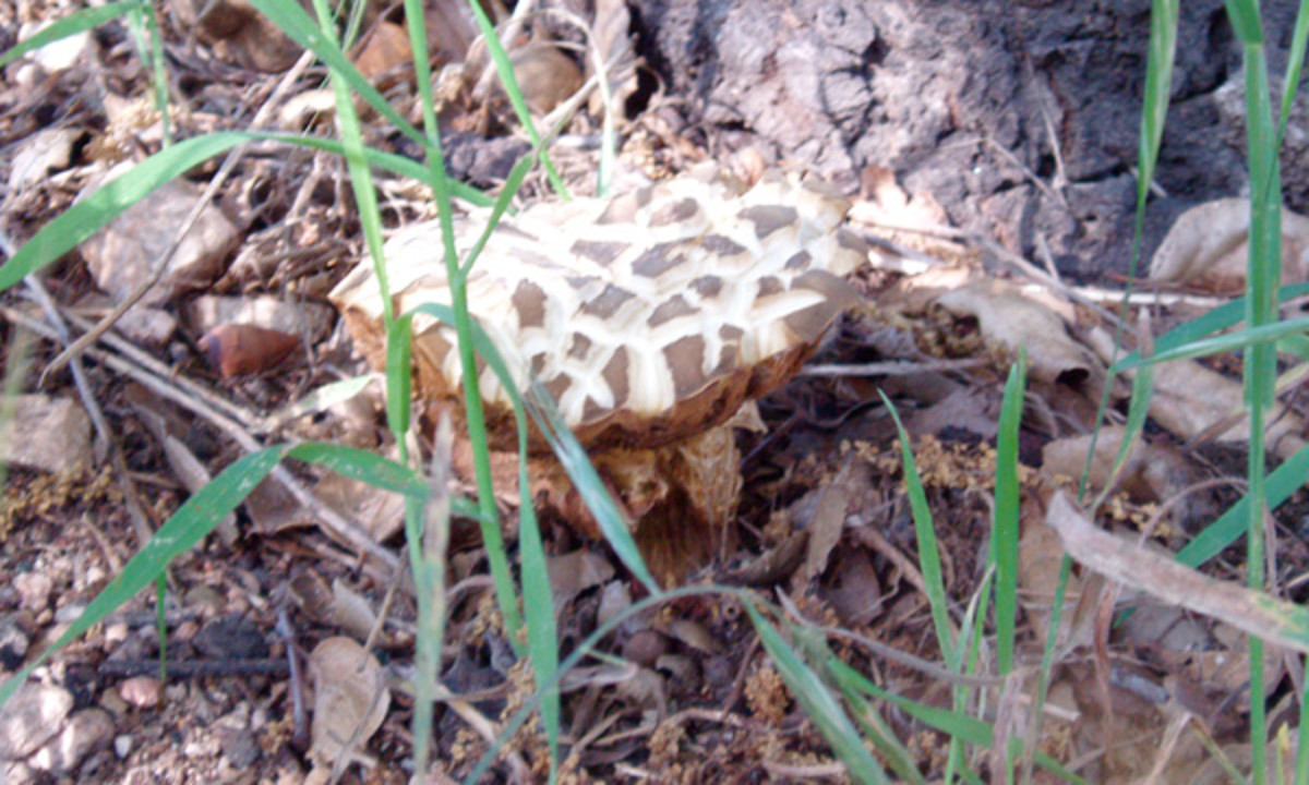 Why Nature Is Important to Human Physical and Economic Well-Being ...