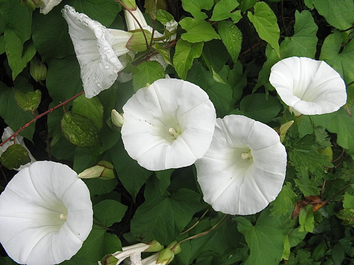 Hedge Bindweed, or Wild Morning Glory: An Invasive Plant - Owlcation