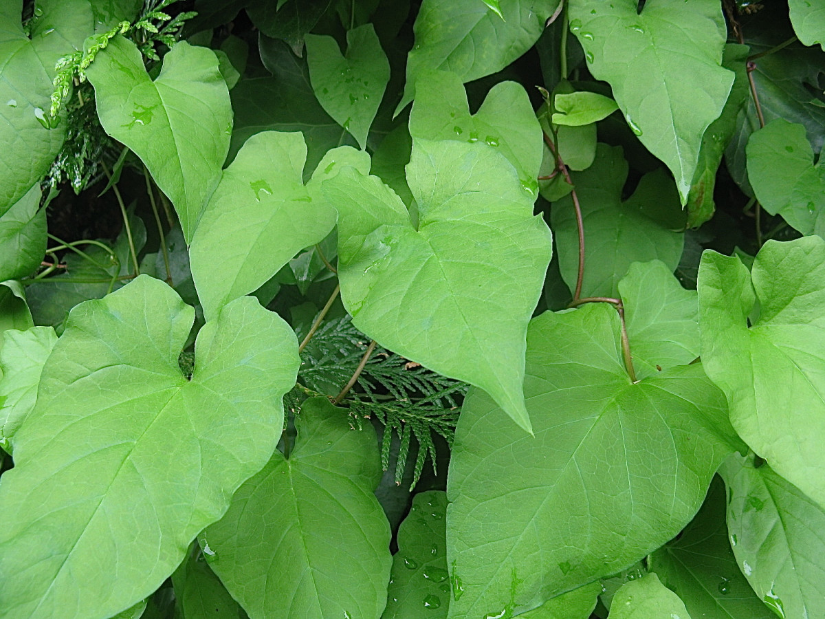 Hedge Bindweed, or Wild Morning Glory: An Invasive Plant - Owlcation