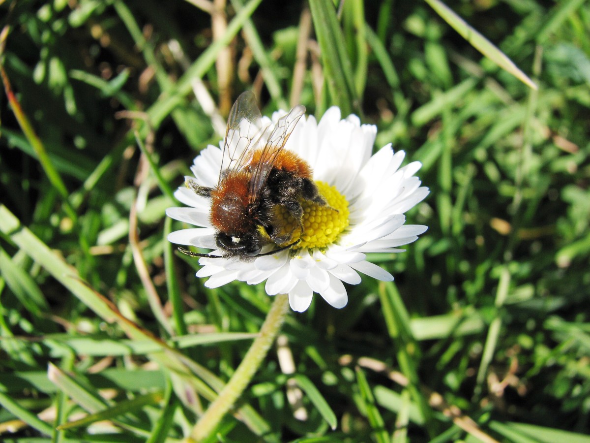 Buttercups and Daisies: Lovely Flowers of Spring and Summer - Owlcation