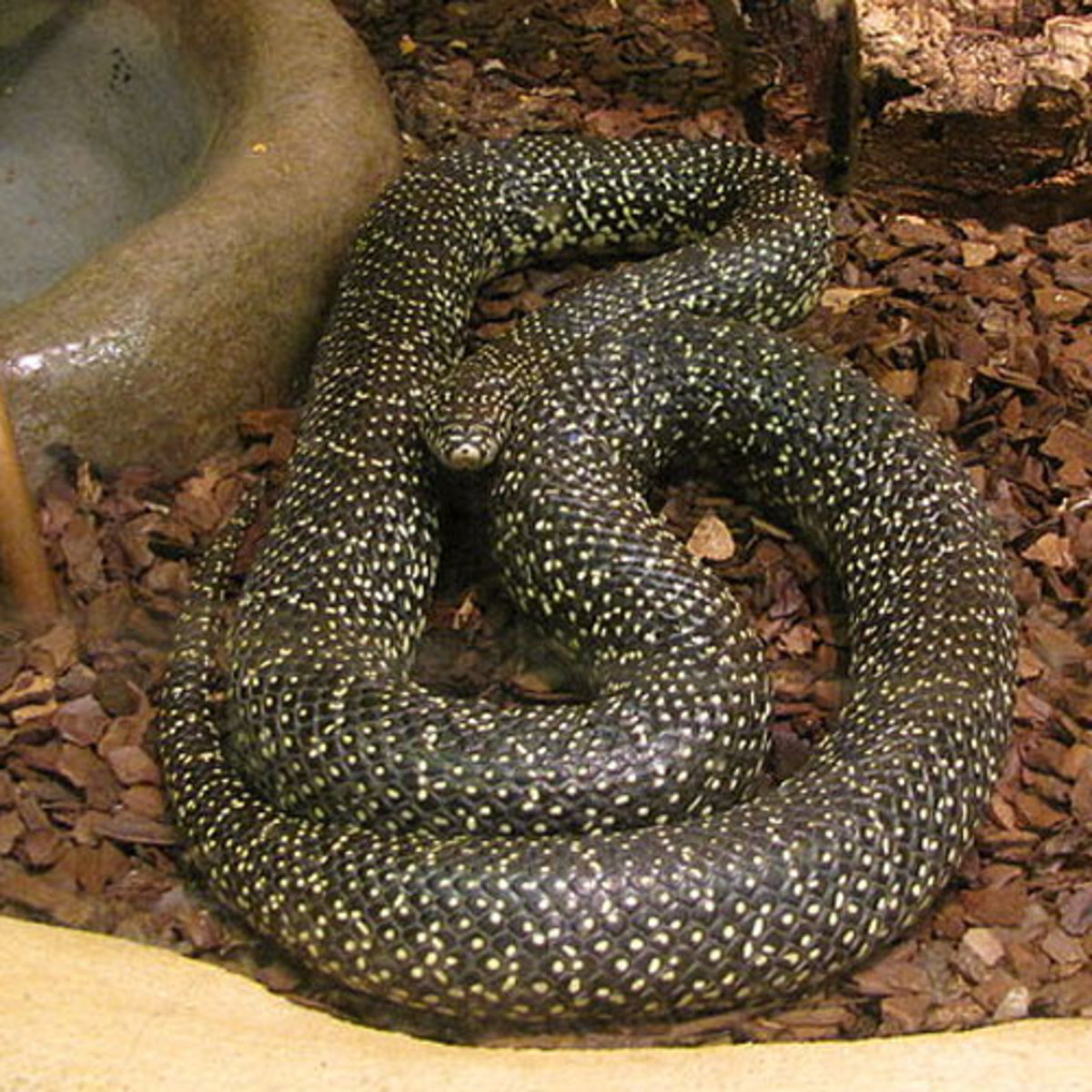 Speckled King Snake