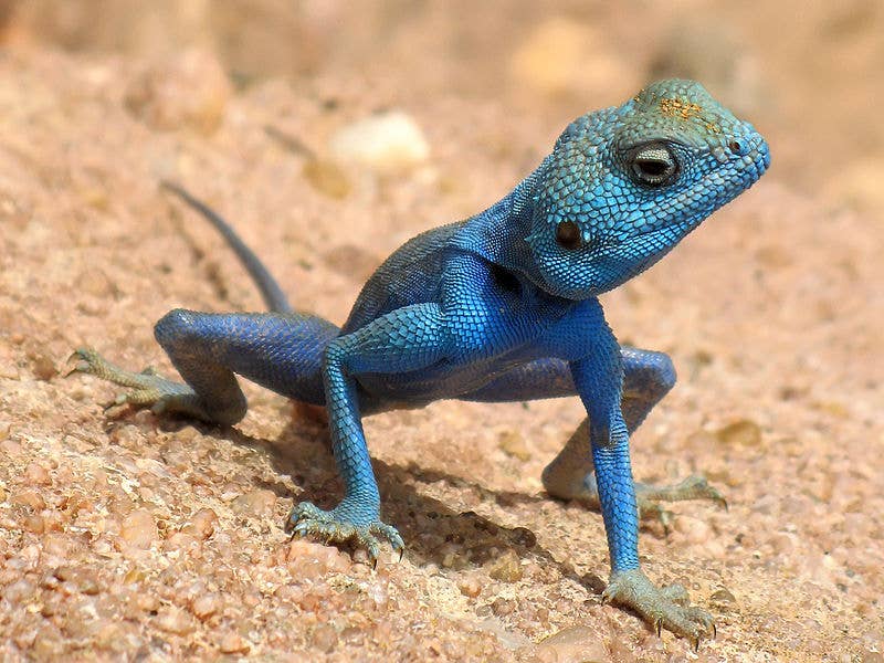 The 5 Groups of Vertebrates and Animal Examples - Owlcation