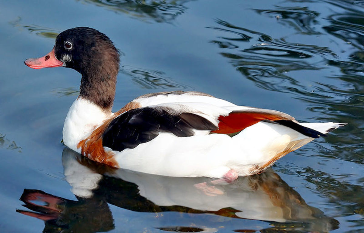 The Complete Guide to British Birds: Dabbling Ducks - Owlcation