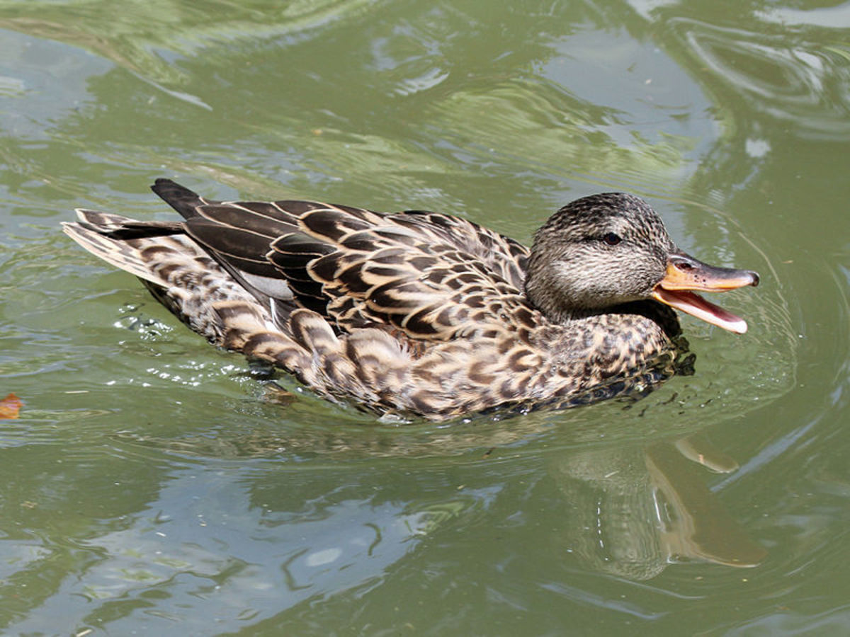 The Complete Guide to British Birds: Dabbling Ducks - Owlcation