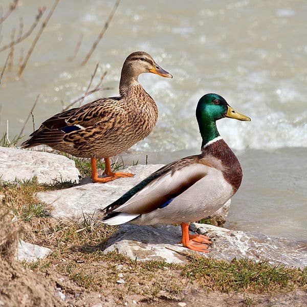 The Complete Guide to British Birds: Dabbling Ducks - Owlcation