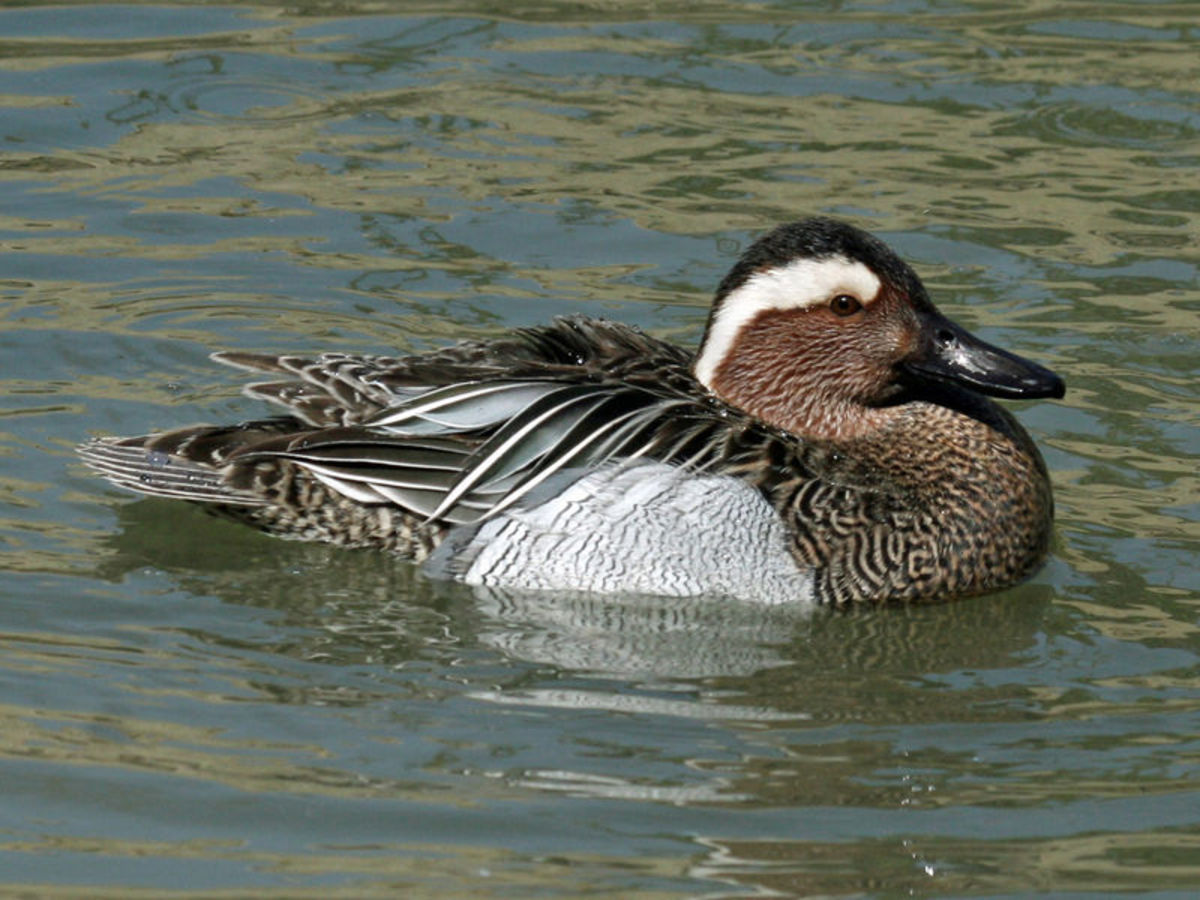 The Complete Guide to British Birds: Dabbling Ducks - Owlcation