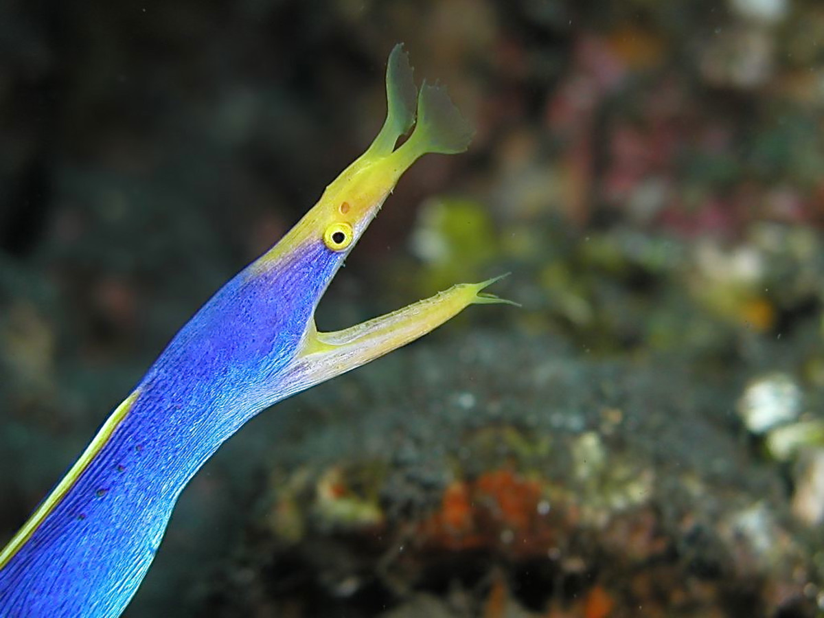 Moray and Wolf Eels: Intriguing and Surprising Fish Facts - Owlcation