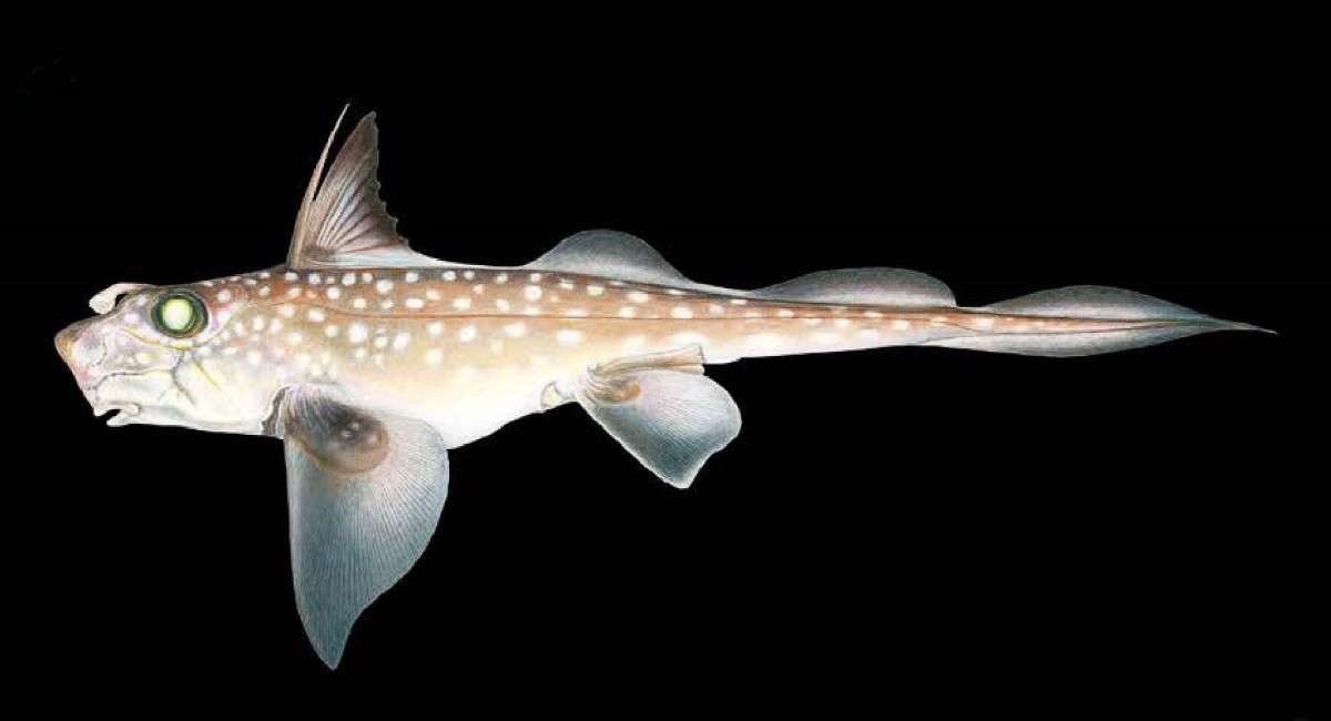 Chimaera Facts: Strange Fish With a Cartilaginous Skeleton - Owlcation