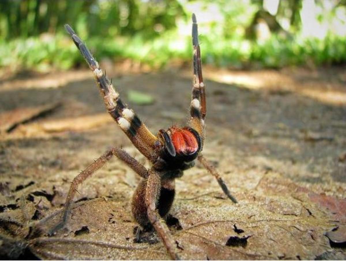 5 Badass Bugs: Scariest Insects on Earth - Owlcation