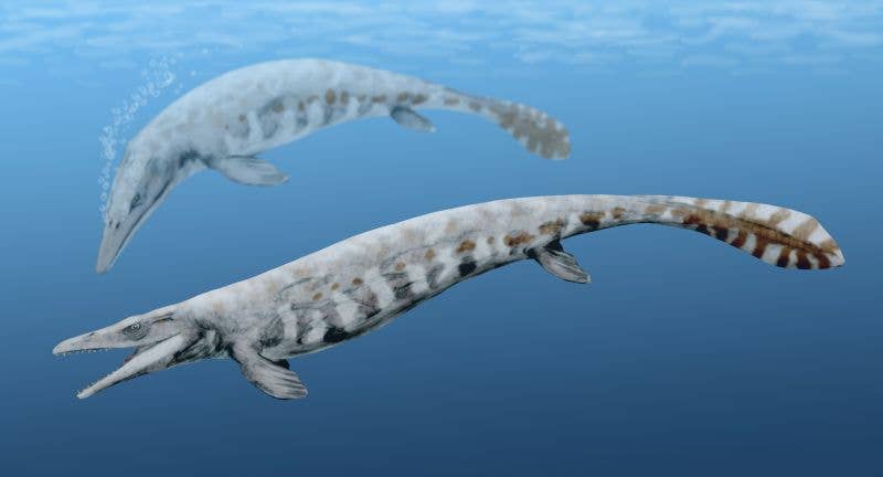 Cretaceous Sea Animals