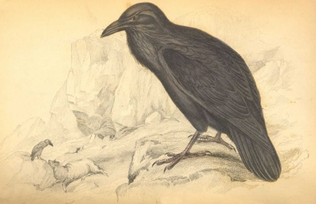 Crow Art Around the World - Owlcation