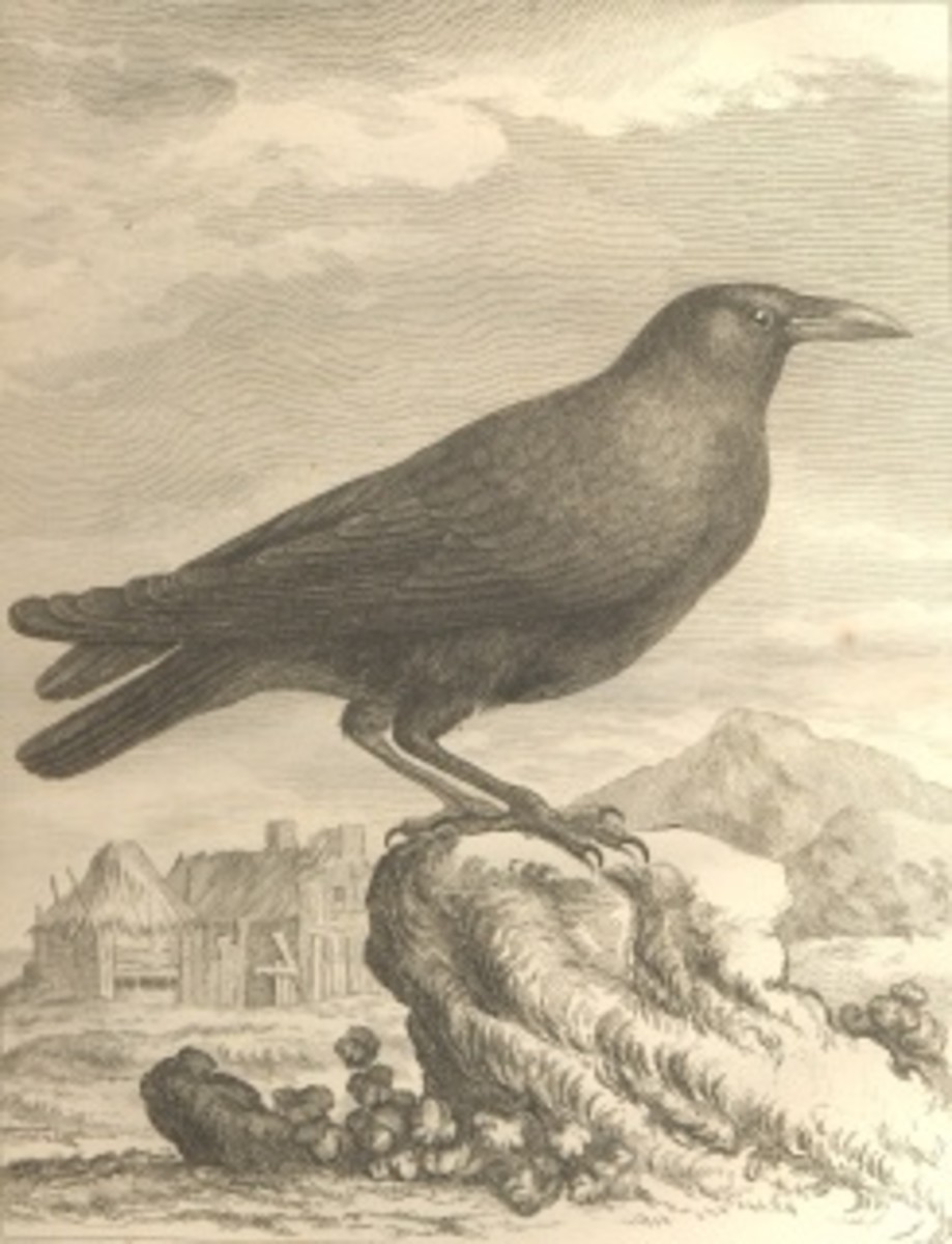 Crow Art Around the World - Owlcation