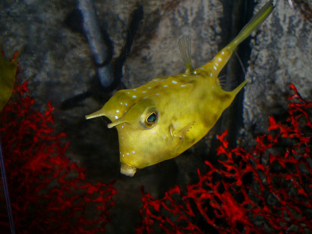 17 Ugly Fish and Weird Sea Creatures - Owlcation