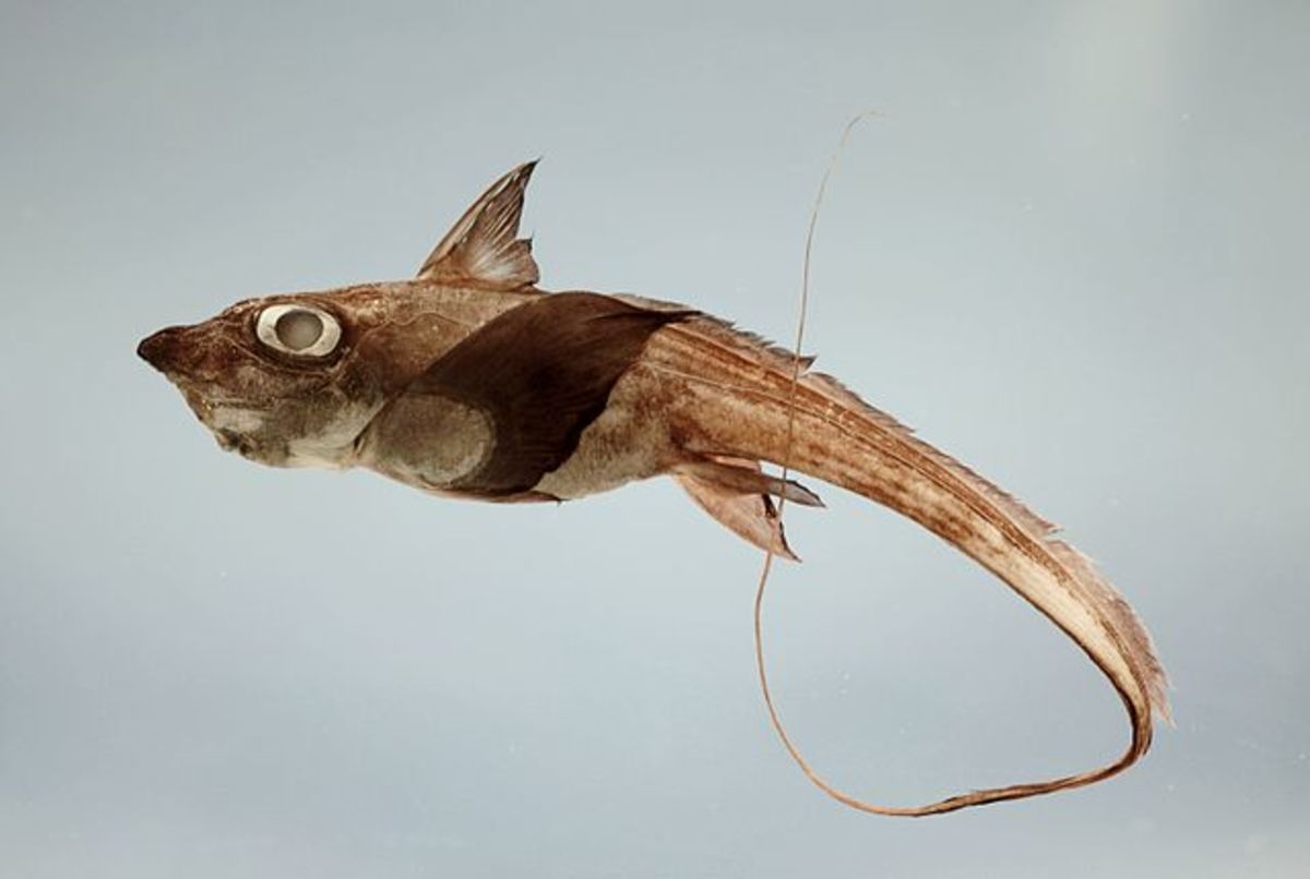 17 Ugly Fish and Weird Sea Creatures - Owlcation