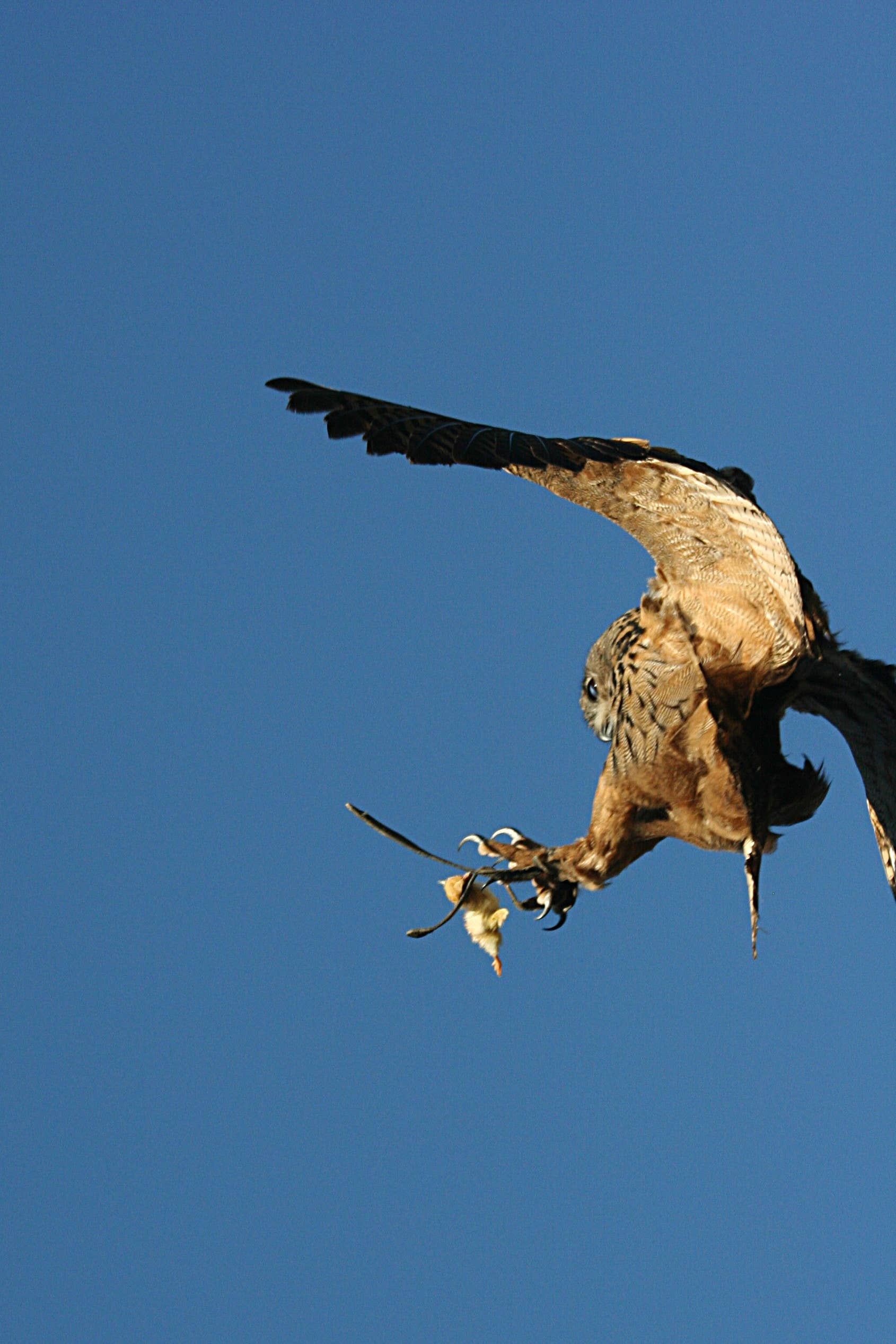 Eurasian Eagle-Owls: Information, Pictures and Conservation - Owlcation