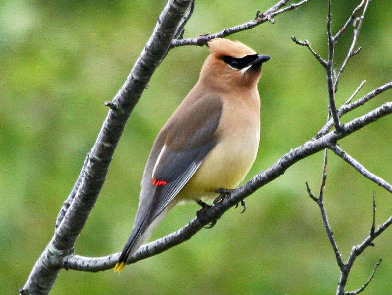 Strange And Unusual Birds