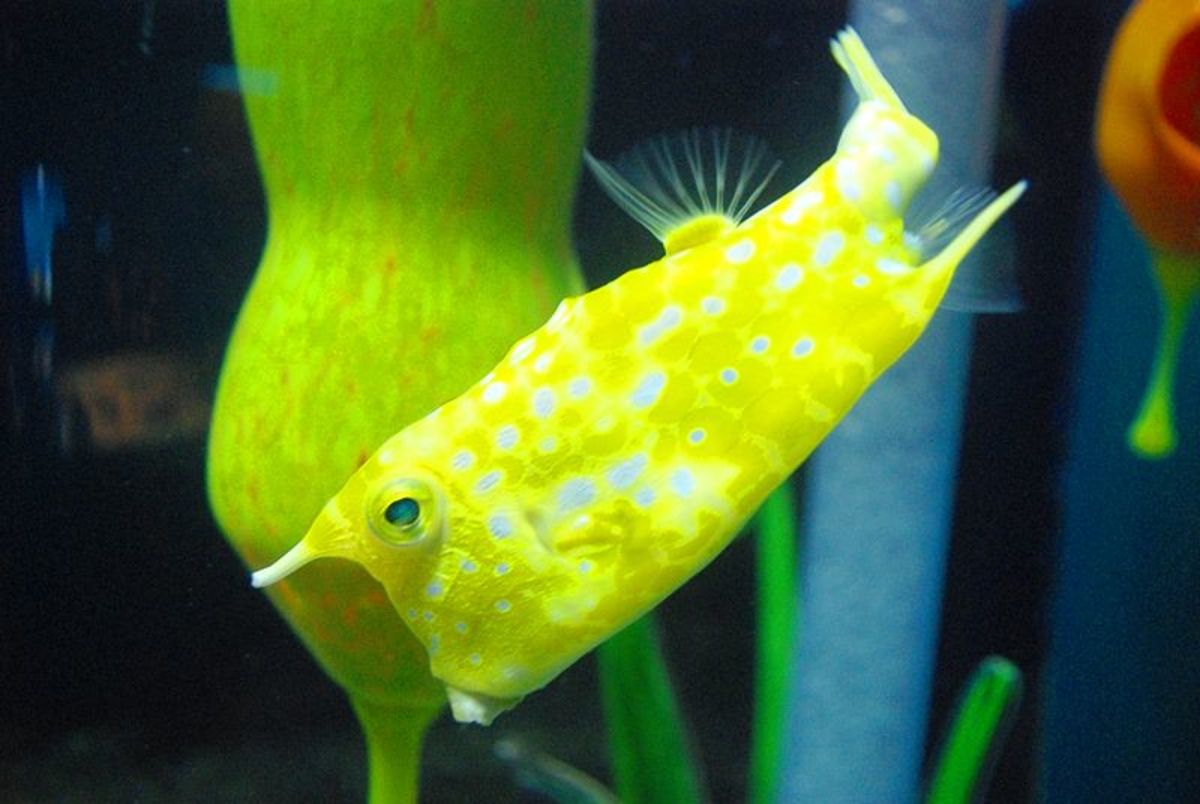 10 Spectacular Yellow Fish - Owlcation