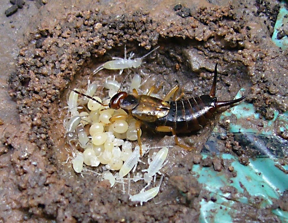 Earwig Facts, Interesting Myths, and Natural Pest Control - Owlcation