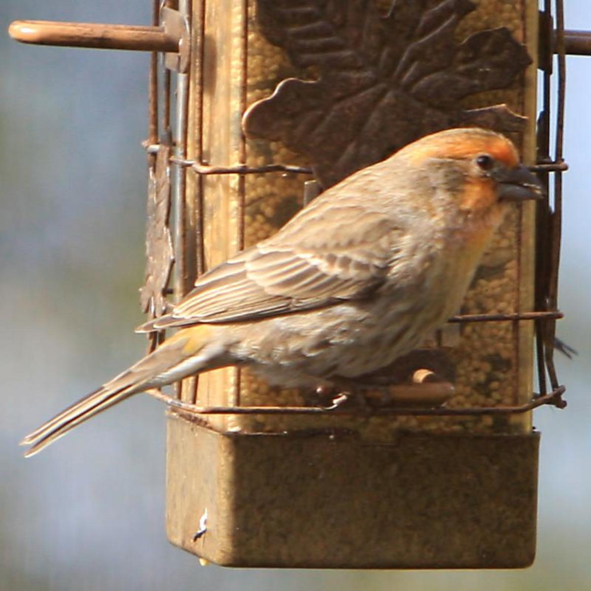 Finches Come in All the Colors of the Rainbow - Owlcation