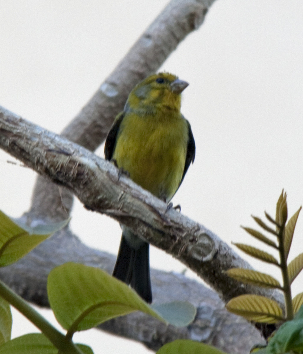 Finches Come in All the Colors of the Rainbow - Owlcation