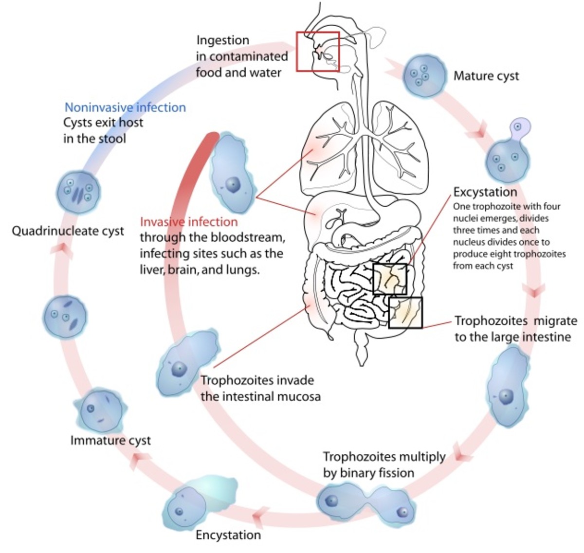 Amoebas in Pond Water, Dysentery, and Brain Inflammation - Owlcation