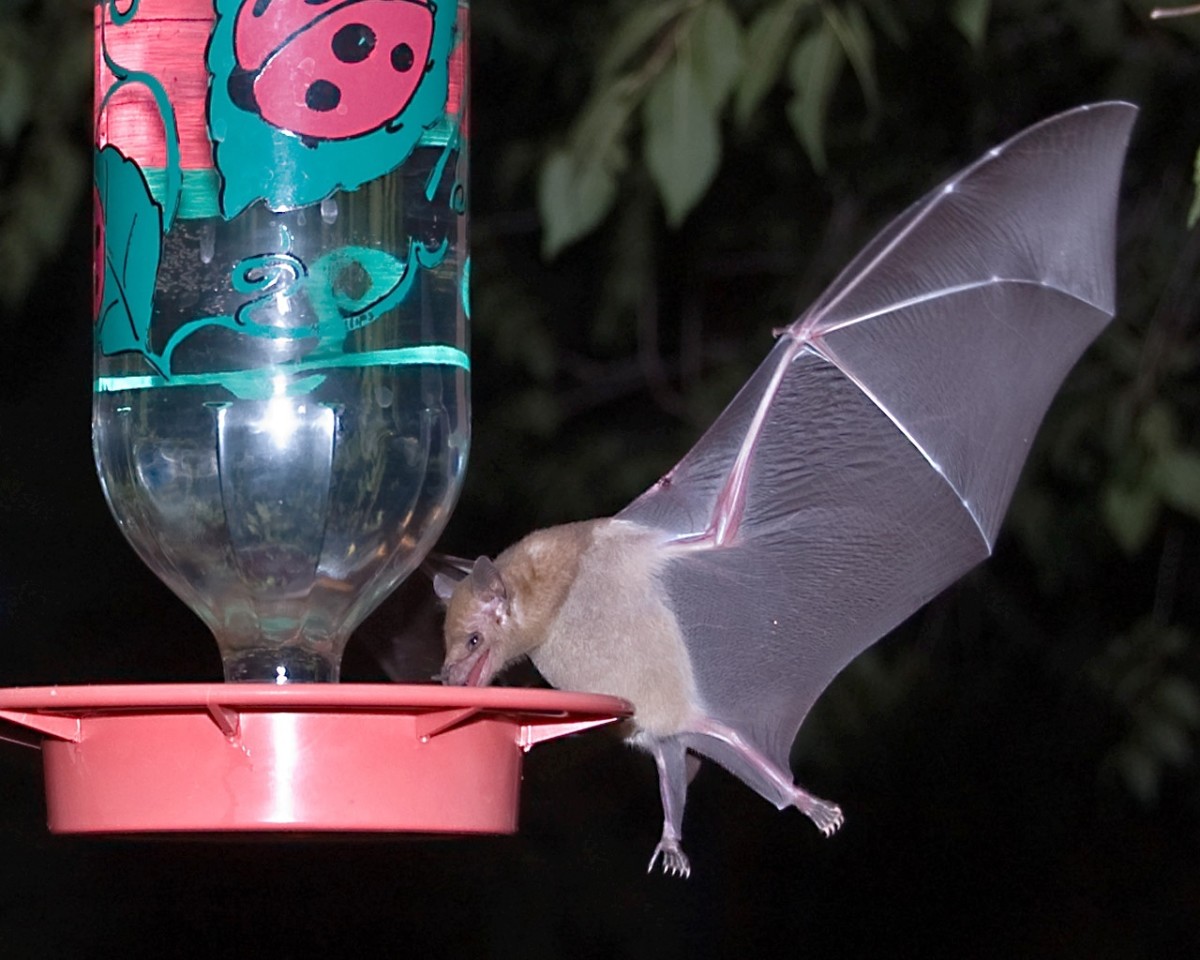 The Large or Malayan Flying Fox and Interesting Bat Facts - Owlcation