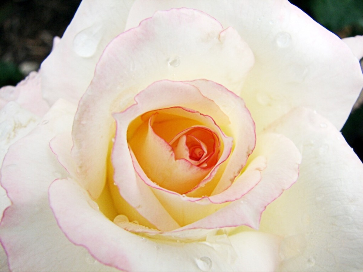 Roses: Plant and Flower Facts, Photos, and Symbolic Meanings - Owlcation