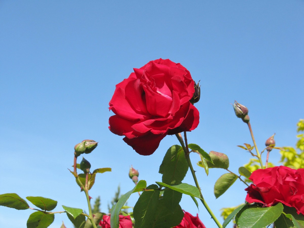 Roses: Plant and Flower Facts, Photos, and Symbolic Meanings - Owlcation