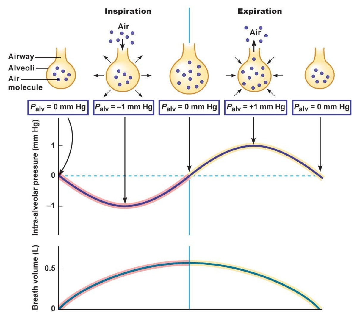 Lung Pressures and Lung Compliance - Owlcation