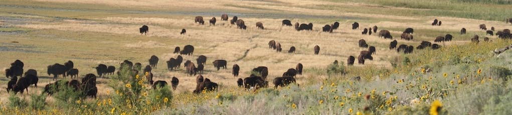 American Bison of Utah - Owlcation