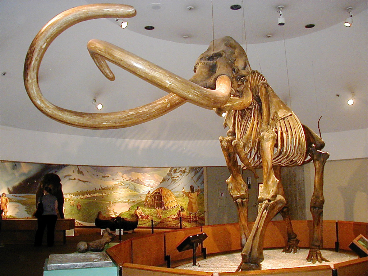 De-Extinction or Recreating Extinct Animals: Facts and Concerns - Owlcation