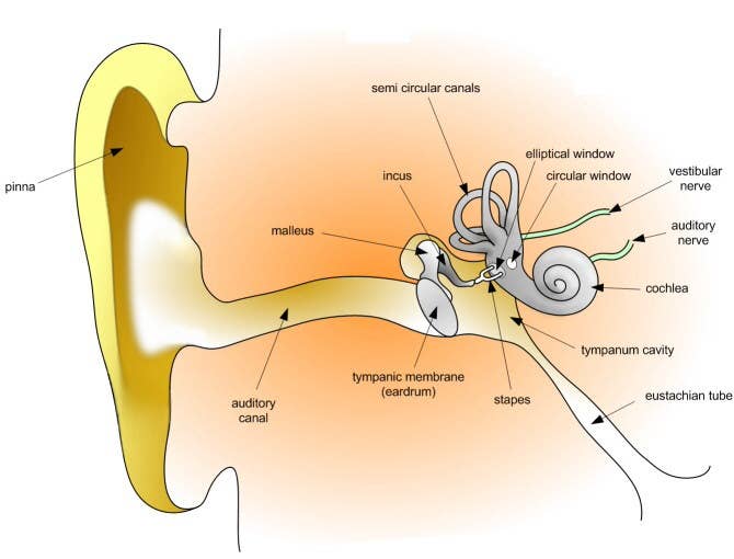 Earwax: Facts, Functions, and Potential Health Problems - Owlcation