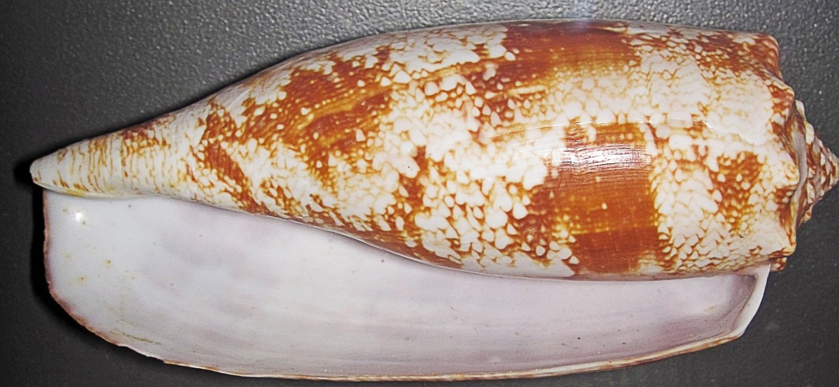 Cone Snail Venom Facts and Potential Medical Benefits - Owlcation