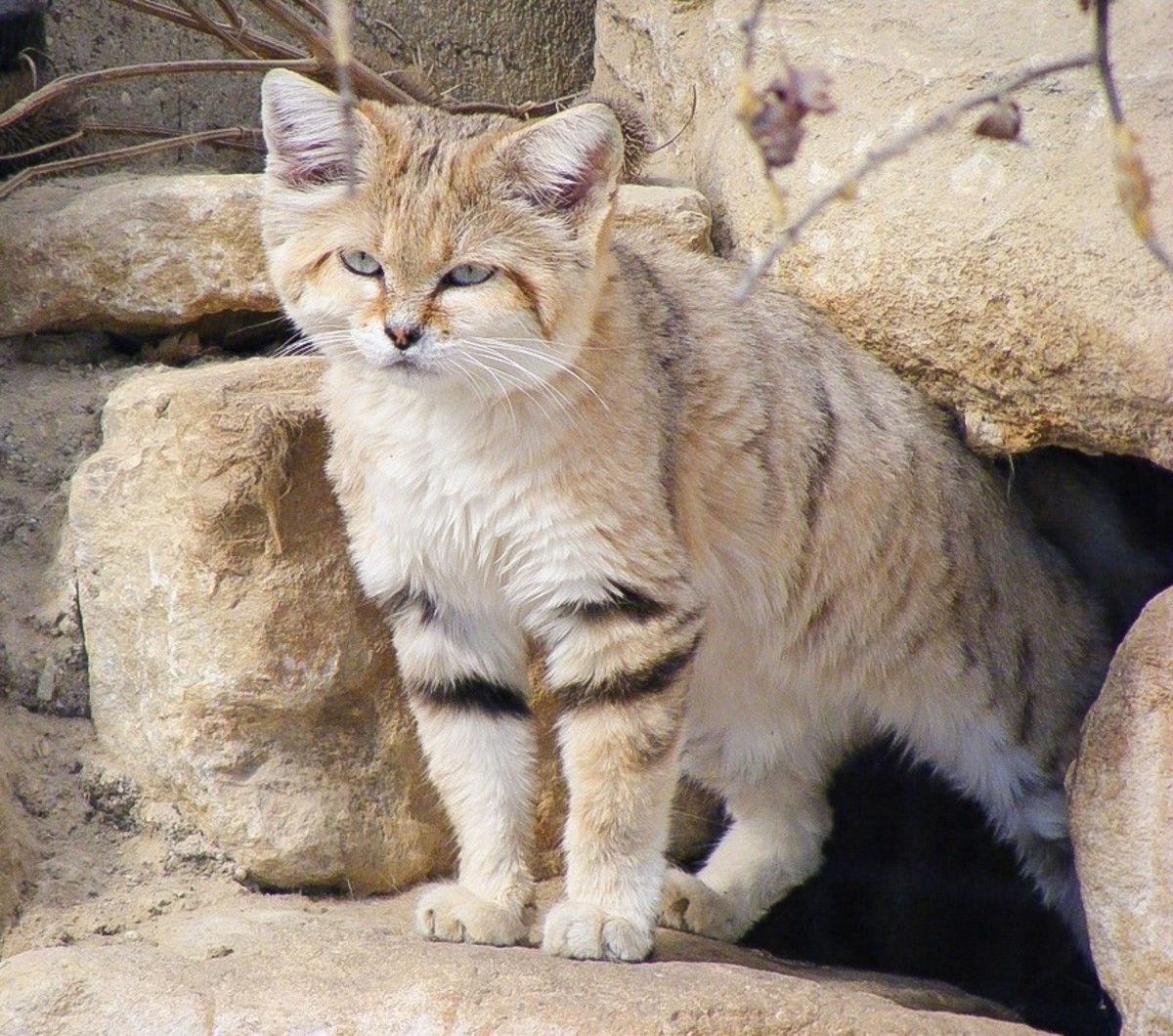 The Sand Cat: A Small and Beautiful Animal of the Desert - Owlcation