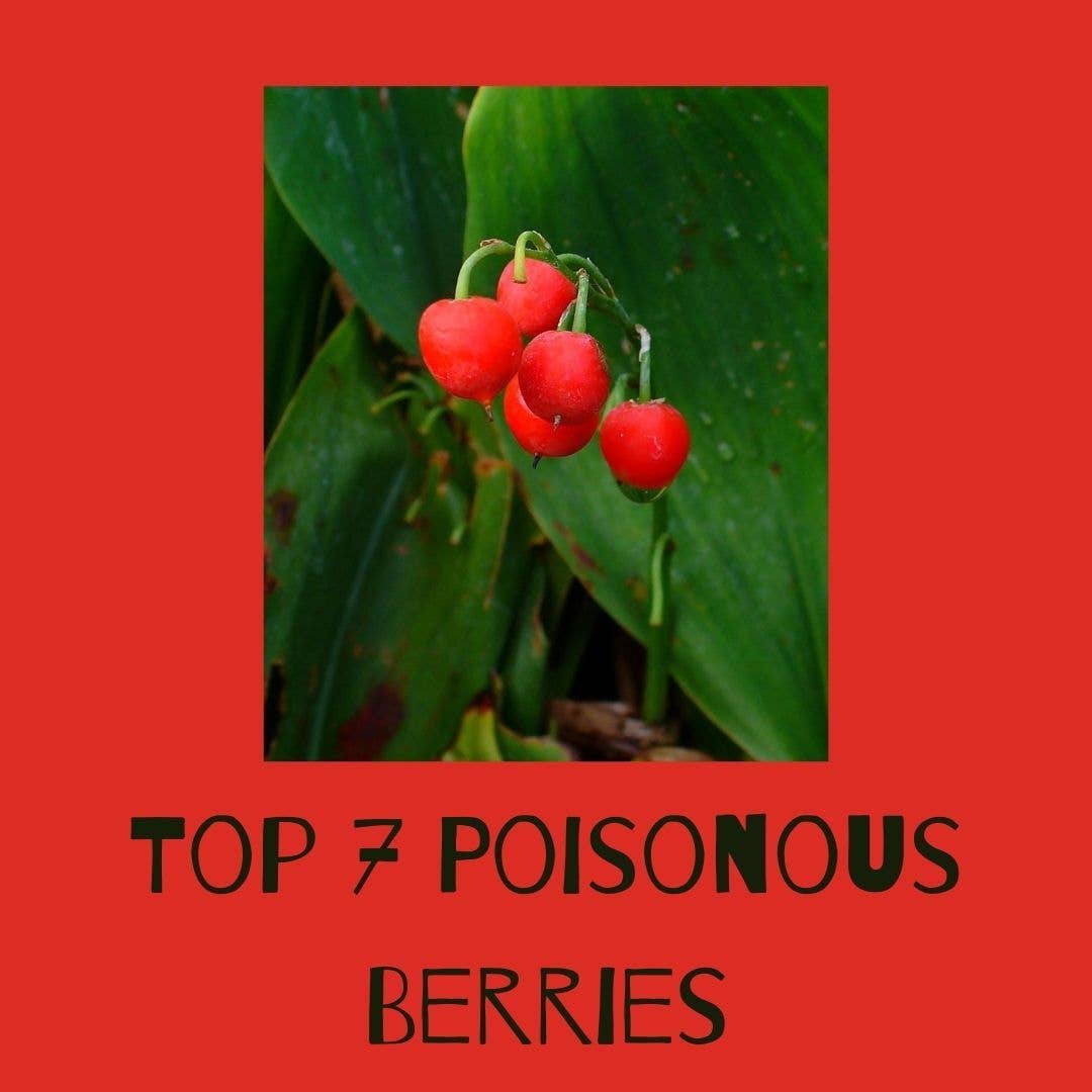 7 Most Poisonous Berries (With Photos and Descriptions) - Owlcation