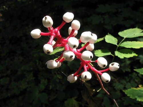 7 Most Poisonous Berries (With Photos and Descriptions) - Owlcation