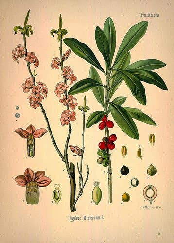 7 Most Poisonous Berries (With Photos and Descriptions) - Owlcation